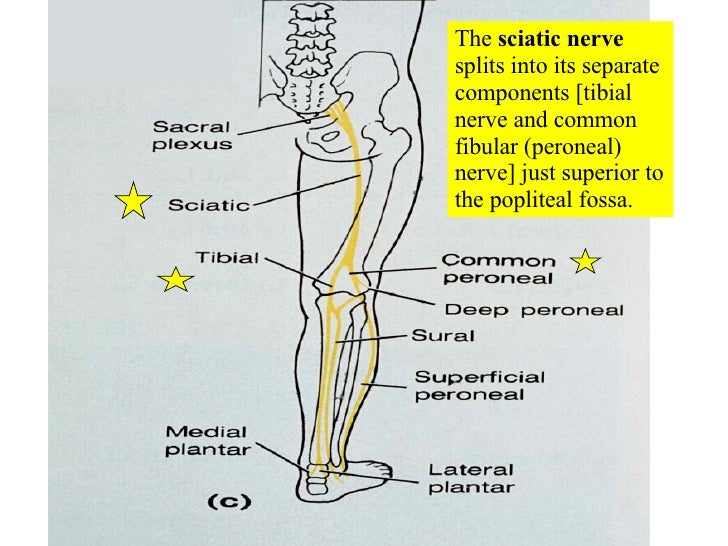 16 Spinal Cord And Spinal Nerves