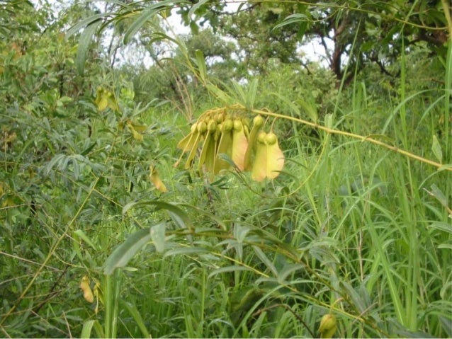 16 tesfaye-awas-ethiopia-medicinal plants-tree-diversity-day-2014-cop…