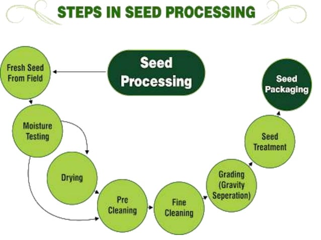 Steps involve in Seed processing | PPTX