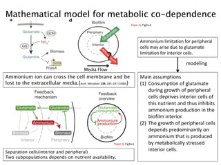 Metabolic co-dependence gives rise to collective oscillations within ...