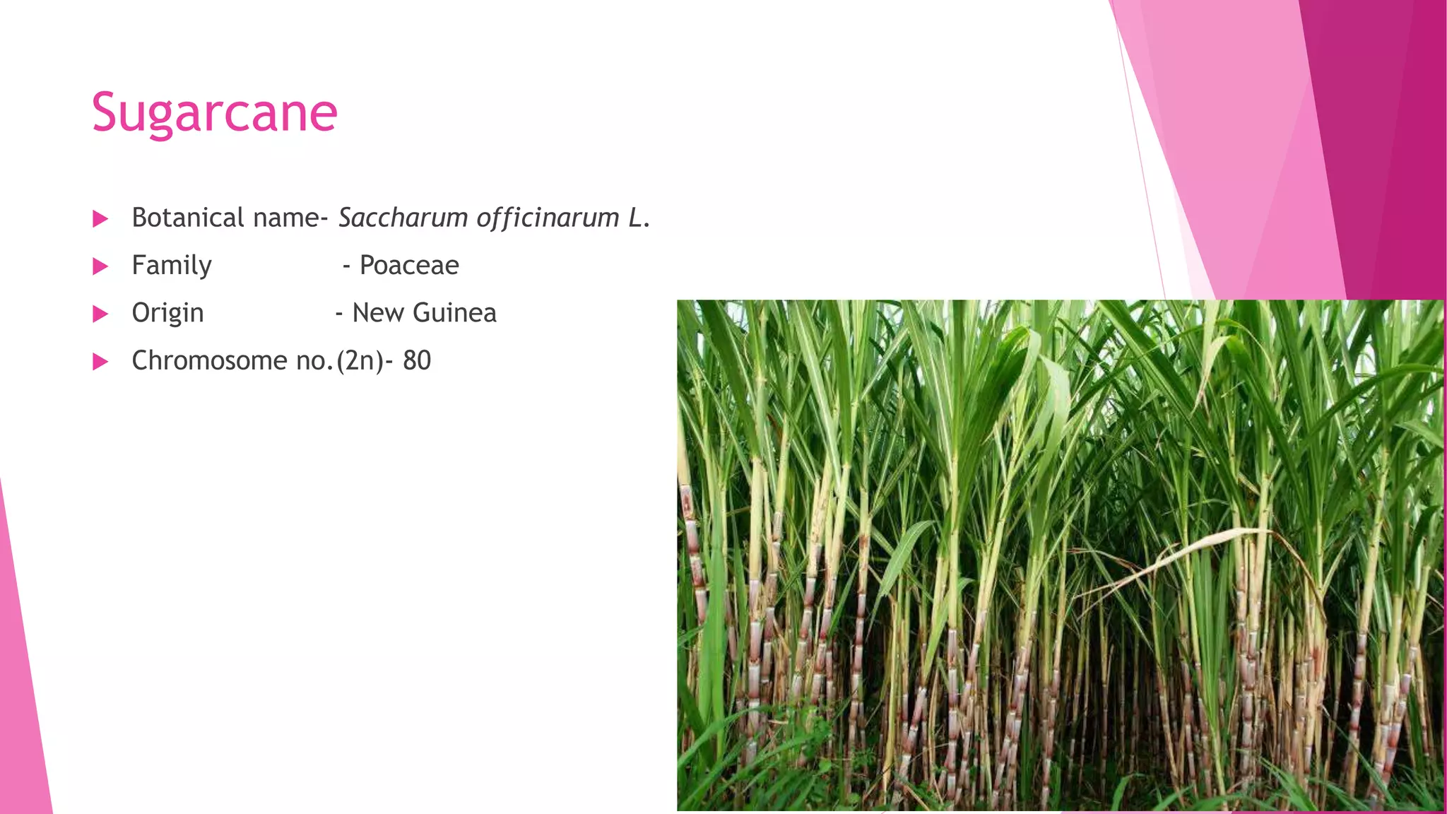 Sugarcane | PPTX