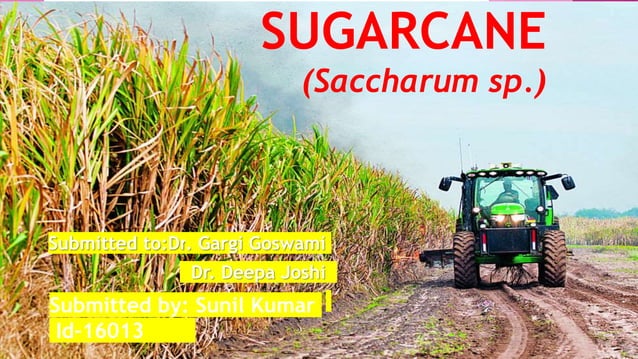 Sugarcane | PPTX | Agriculture | Industries
