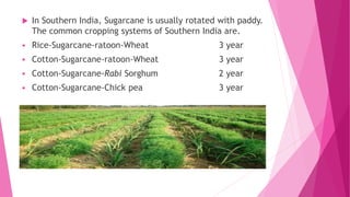 Sugarcane | PPTX