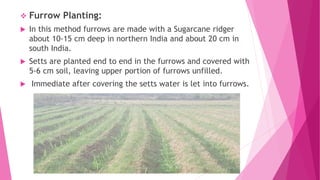 Sugarcane | PPTX | Agriculture | Industries