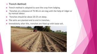 Sugarcane | PPTX
