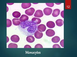 Cells And Organ of Immune System and Their Functions | PPTX