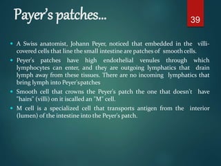 Cells And Organ of Immune System and Their Functions | PPTX