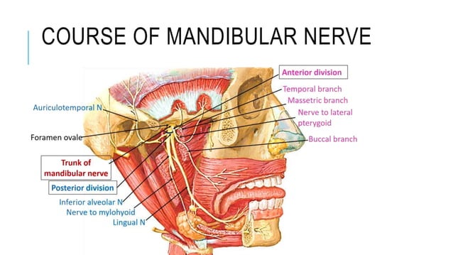 Mandibular Nerve Blocks Pptx
