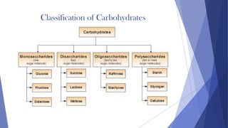 Carbohydrates composition and metabolism | PDF