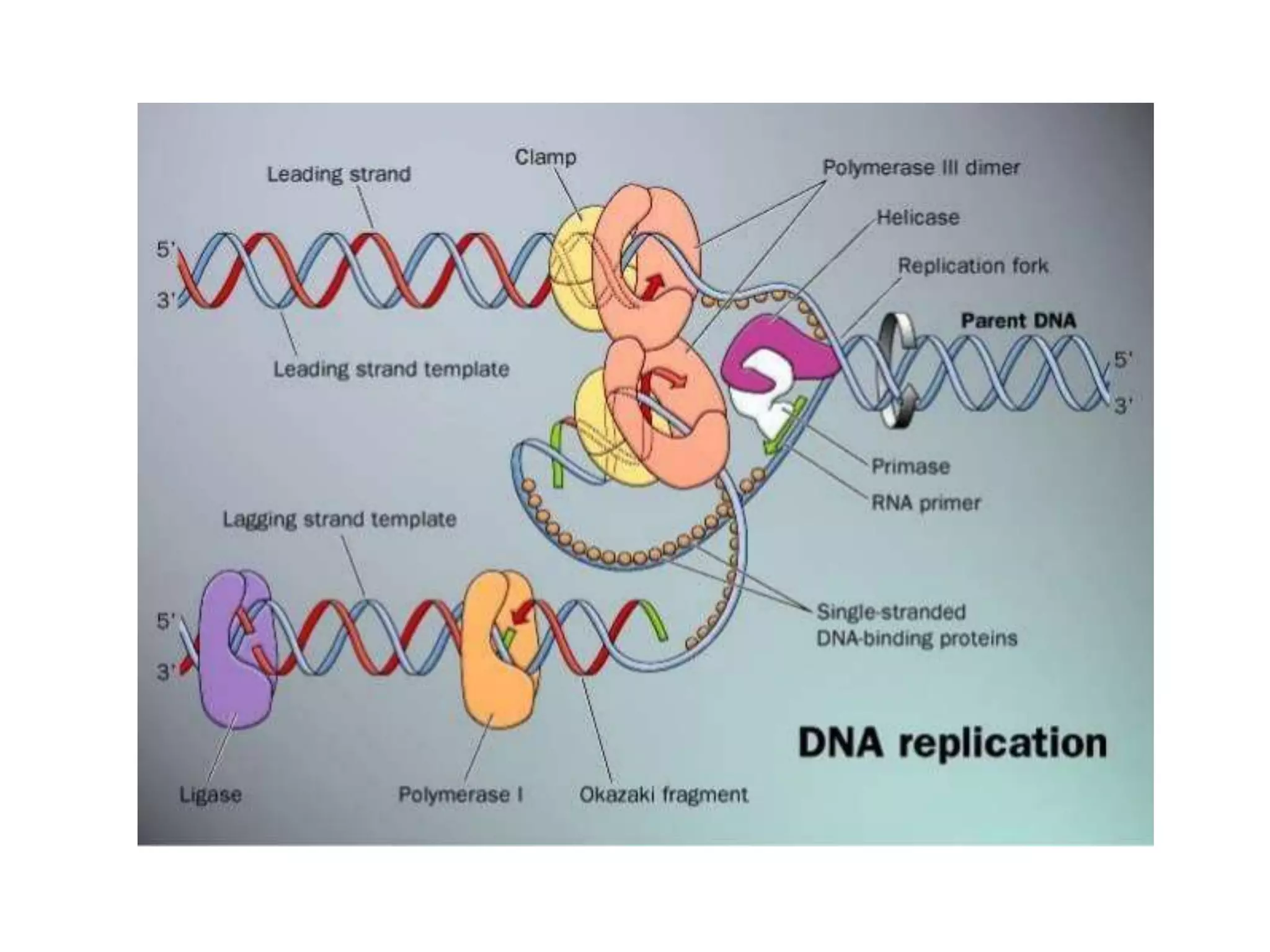 DNA replication.pptx