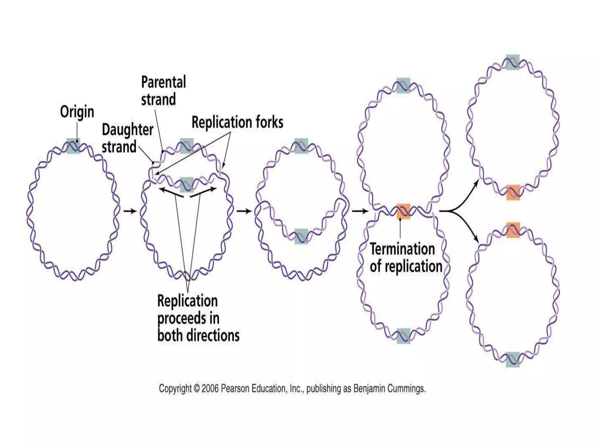 DNA replication.pptx