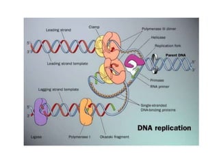DNA replication.pptx