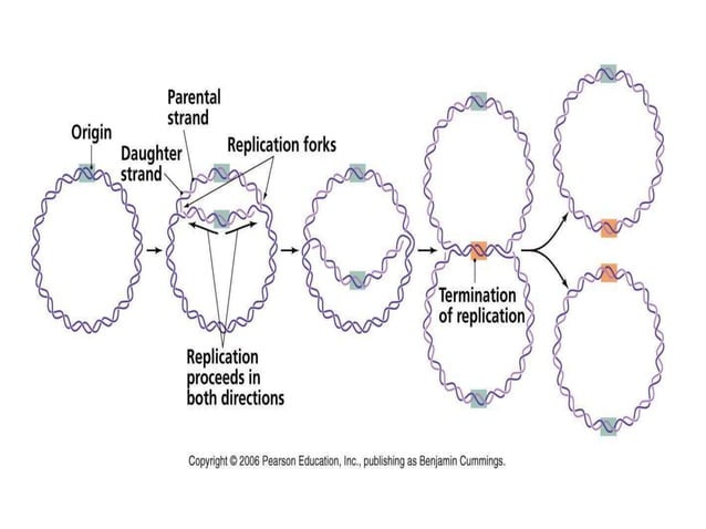 DNA replication.pptx