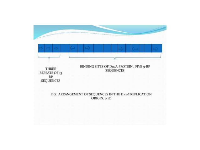 DNA replication.pptx
