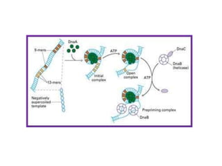 DNA replication.pptx