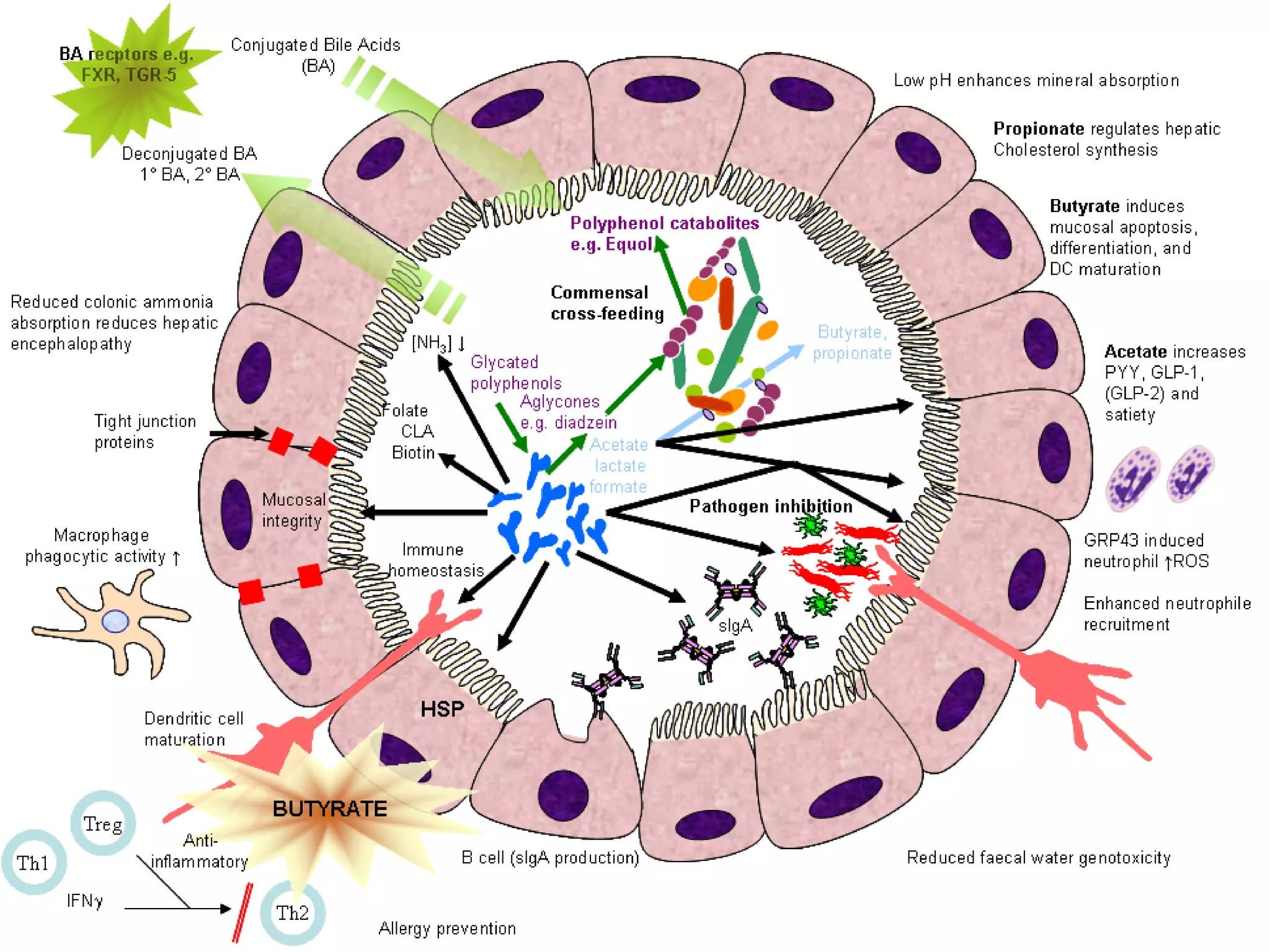 Personalised nutrition for the gut microbiome | PDF