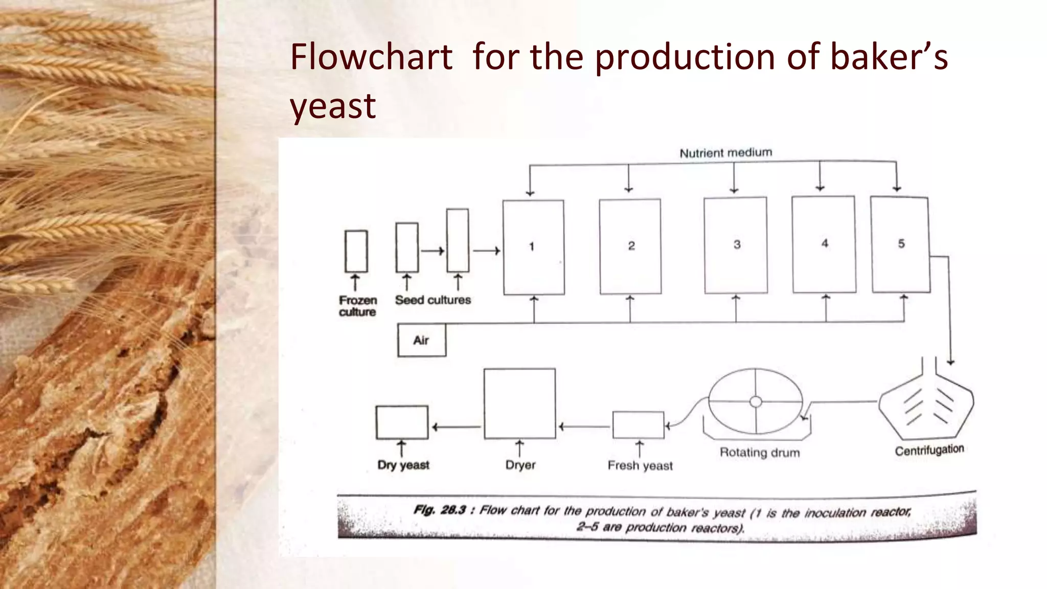 production of baker's yeast | PPTX