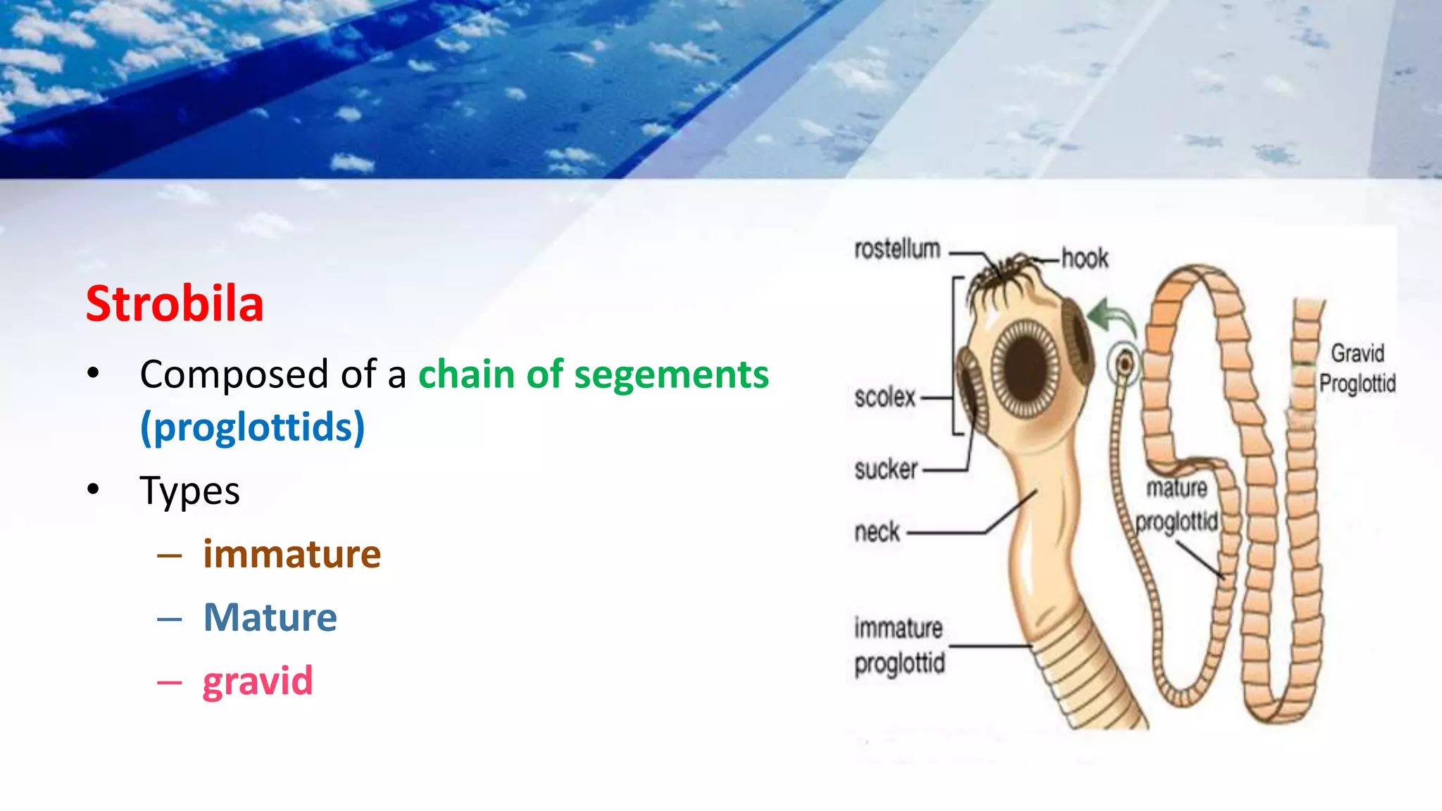 Cestodes by Dr. Rakesh Prasad Sah | PPTX