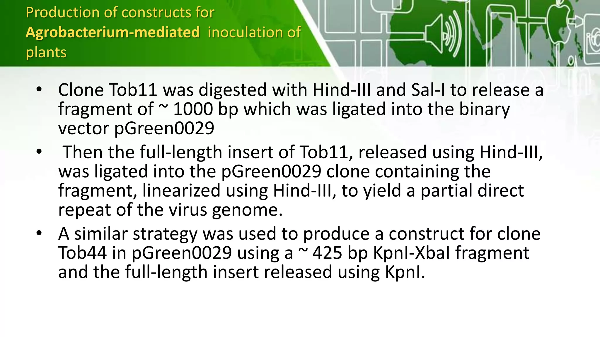 Chilli leaf curl virus | PPTX