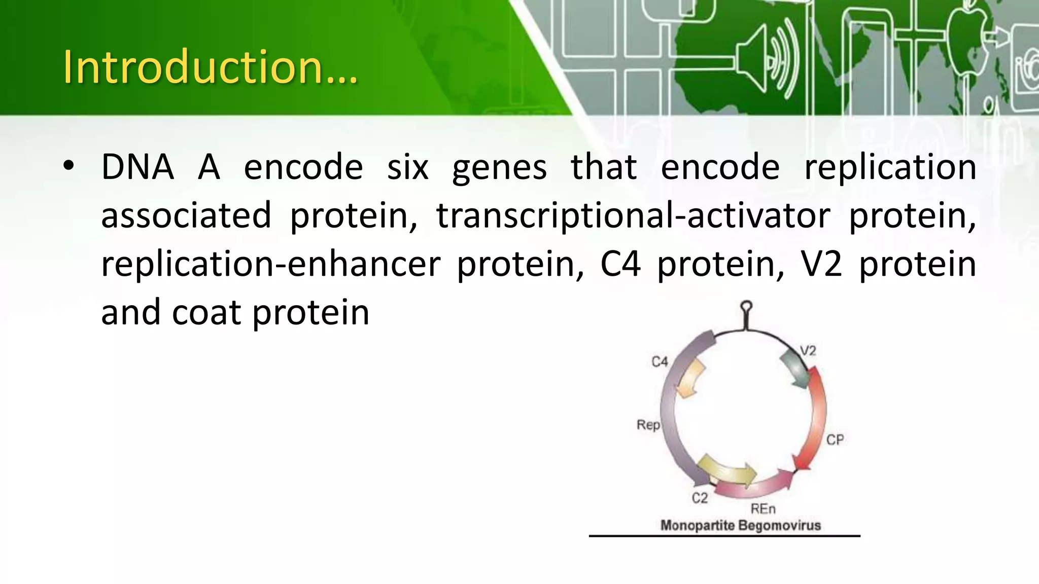 Chilli leaf curl virus | PPTX
