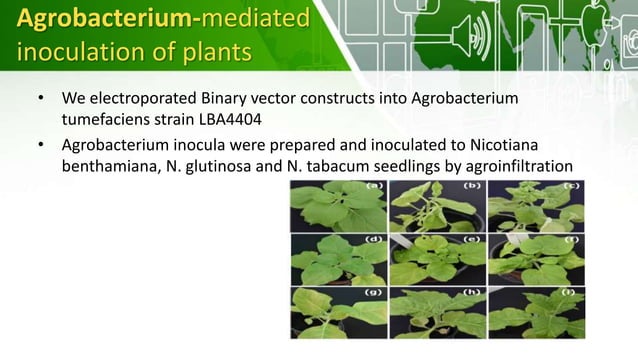 Chilli leaf curl virus | PPTX | Biological Sciences | Science