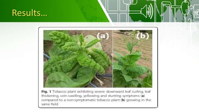 Chilli leaf curl virus | PPTX | Biological Sciences | Science