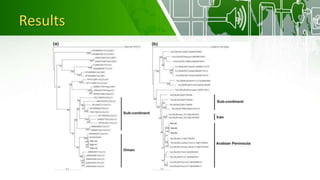 Chilli leaf curl virus | PPTX