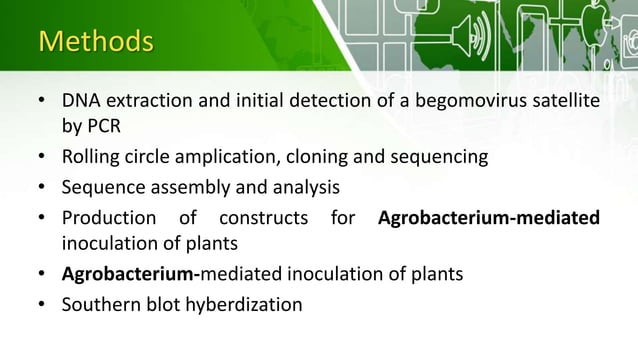 Chilli leaf curl virus | PPTX | Biological Sciences | Science