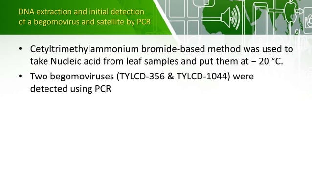 Chilli leaf curl virus | PPTX | Biological Sciences | Science