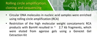 Chilli leaf curl virus | PPTX