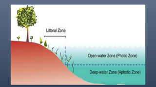 1603638128-lecture-26-compartmentalization-of-ecosystem.pptx