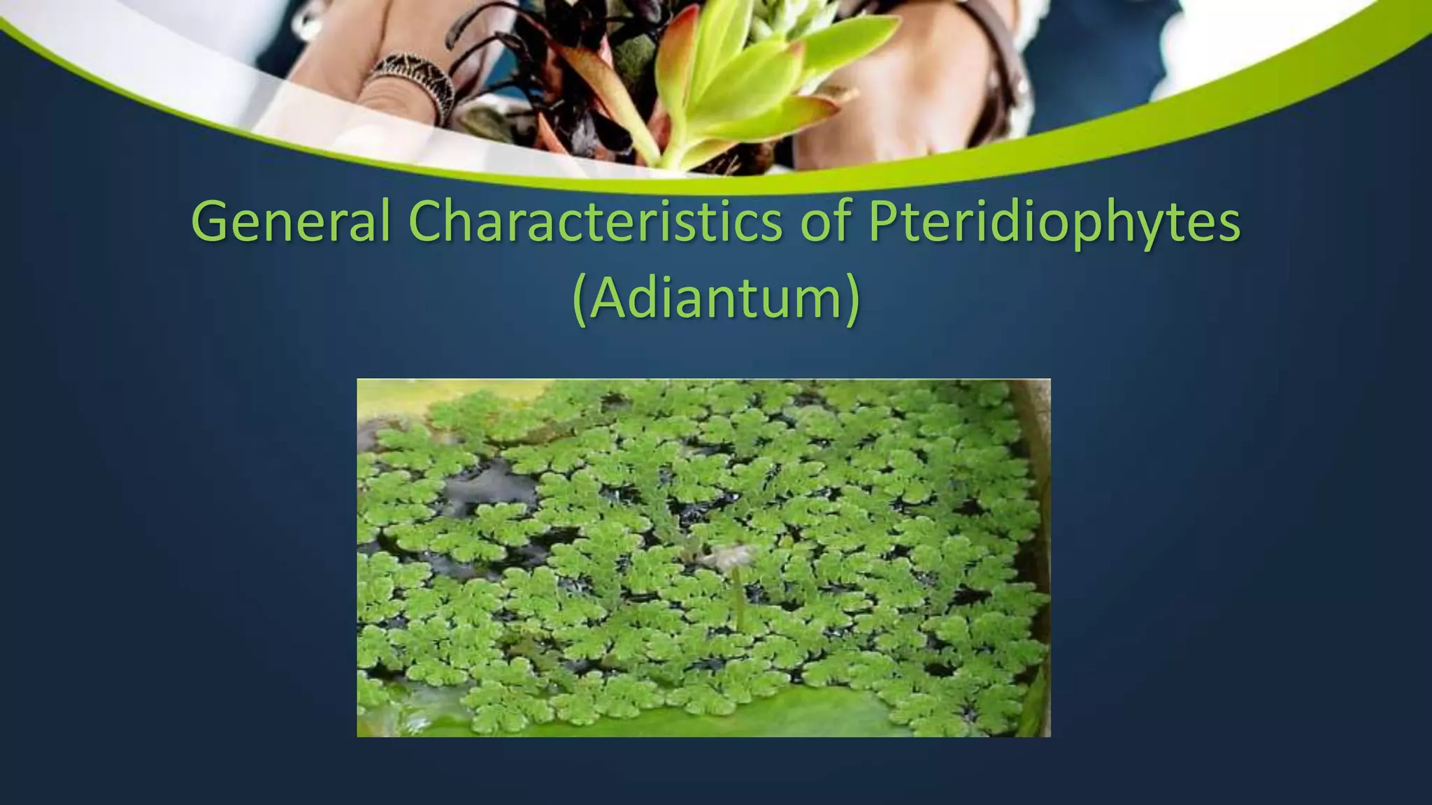 Pteridophytes | PPTX