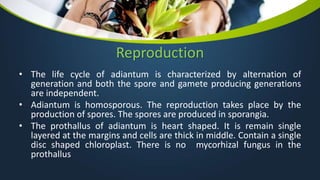 Pteridophytes | PPTX