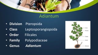 Pteridophytes | PPTX