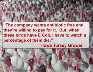 Dr. Leah Dorman - Antibiotic Free (ABF), No Antibiotics Ever (NAE ...