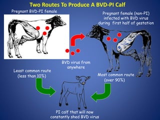 Dr. Robert Stout - Governmental Response for BVD-PI Control | PPTX ...