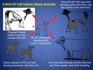 Dr. Robert Stout - Governmental Response for BVD-PI Control | PPTX