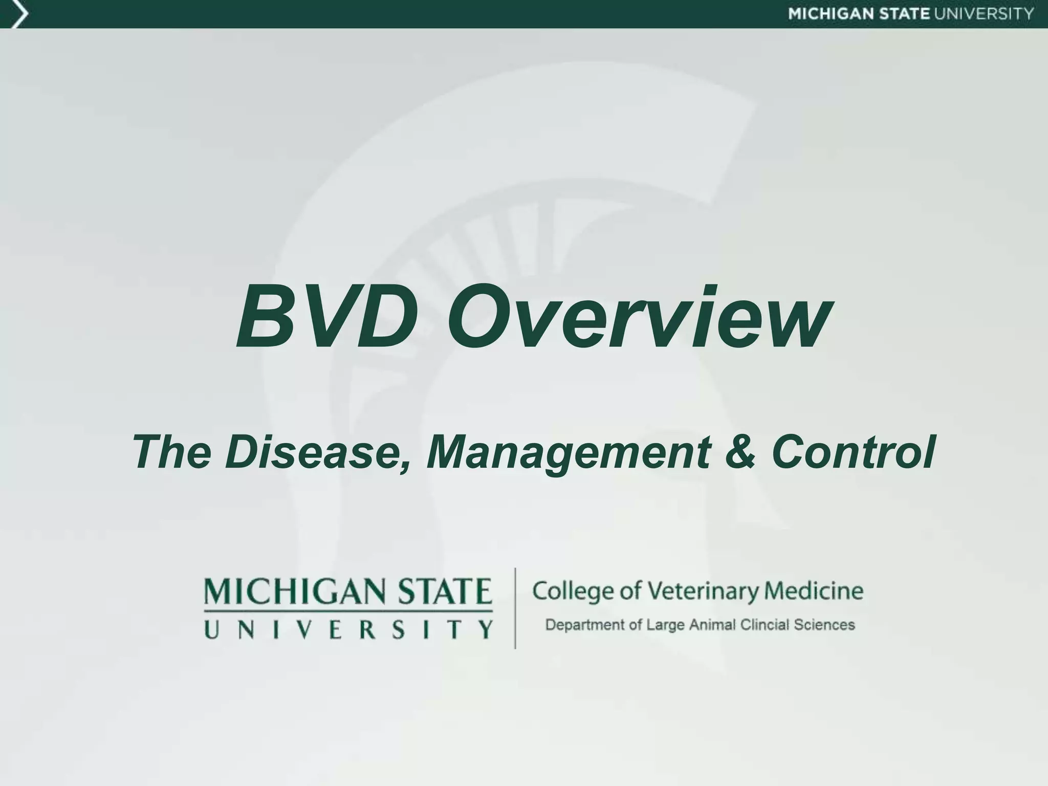 Dr. Dan Grooms - Bovine Viral Diarrhoea (BVD) Overview - The Disease ...