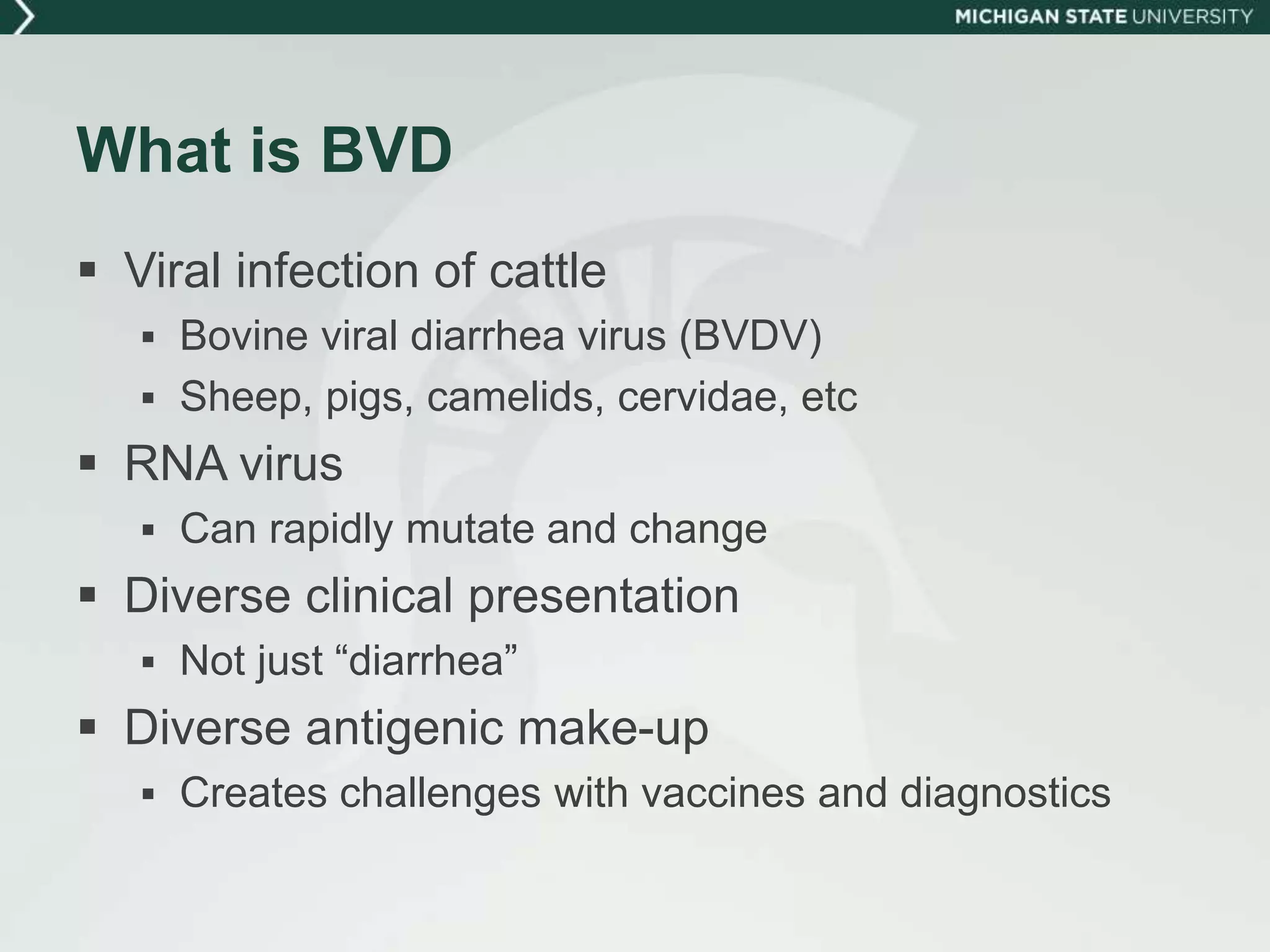 Dr. Dan Grooms - Bovine Viral Diarrhoea (BVD) Overview - The Disease ...