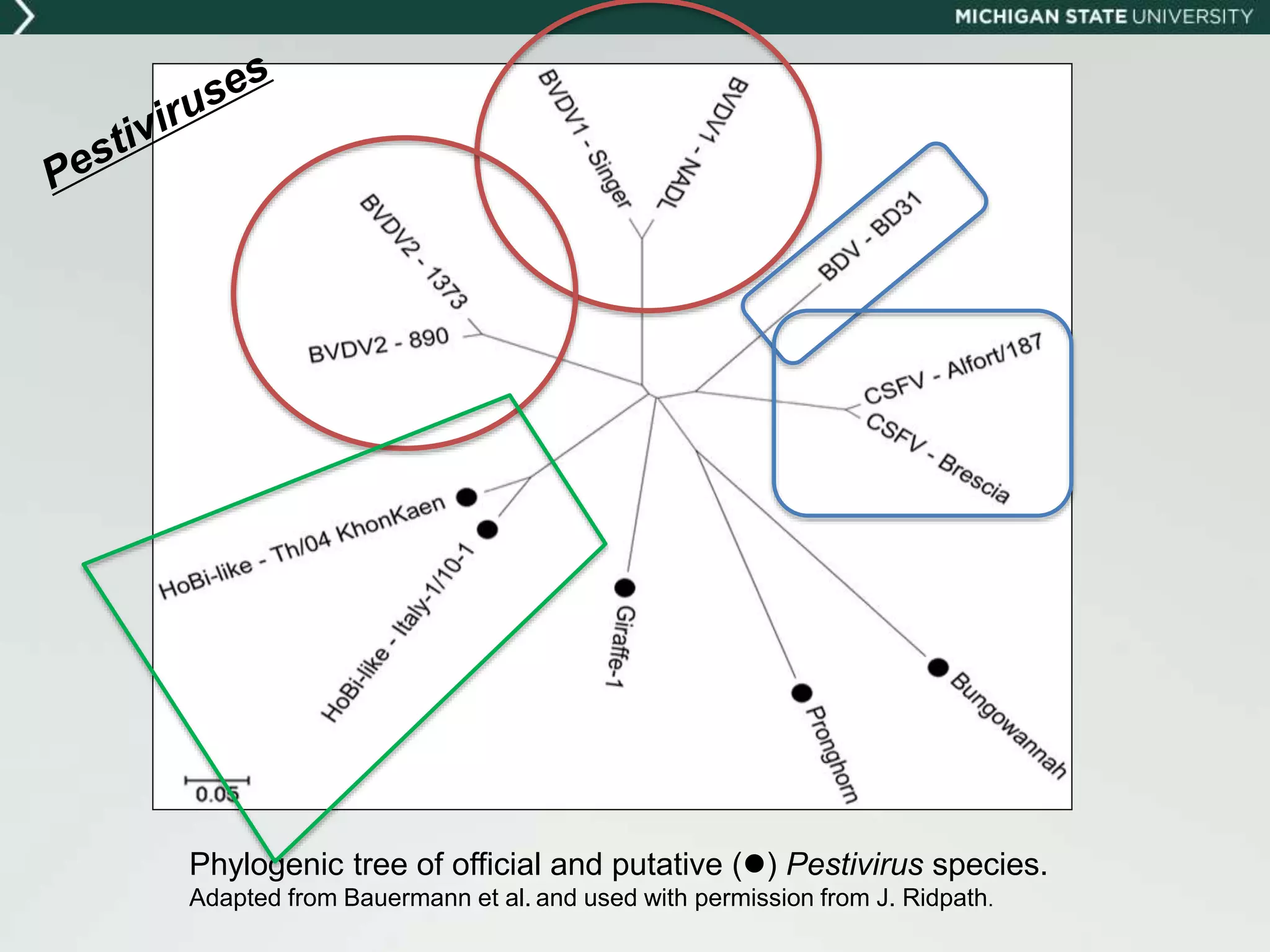 Dr. Dan Grooms - Bovine Viral Diarrhoea (BVD) Overview - The Disease ...