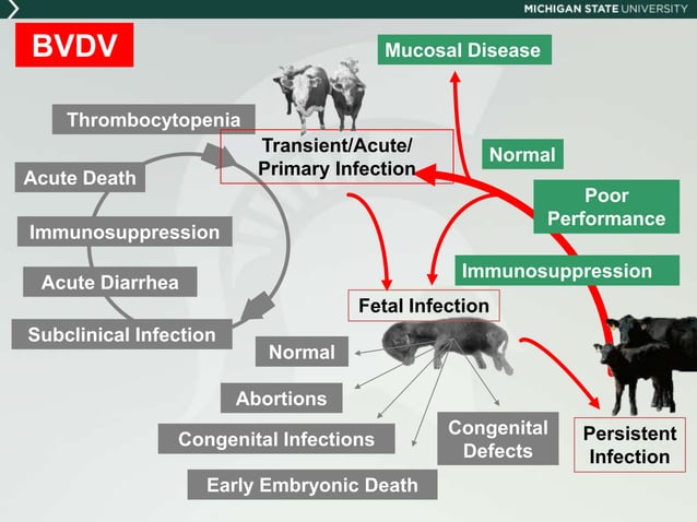 Dr. Dan Grooms - Bovine Viral Diarrhoea (BVD) Overview - The Disease ...