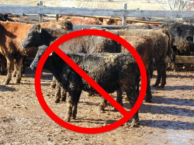 Dr. Dan Grooms - Bovine Viral Diarrhoea (BVD) Overview - The Disease ...