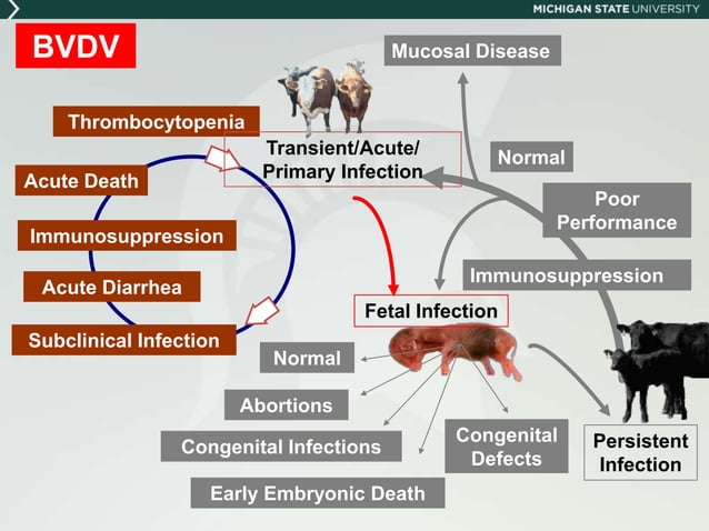 Dr. Dan Grooms - Bovine Viral Diarrhoea (BVD) Overview - The Disease ...
