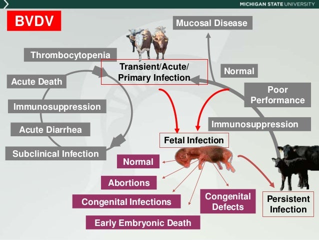 Dr. Dan Grooms - Bovine Viral Diarrhoea (BVD) Overview - The Disease,…