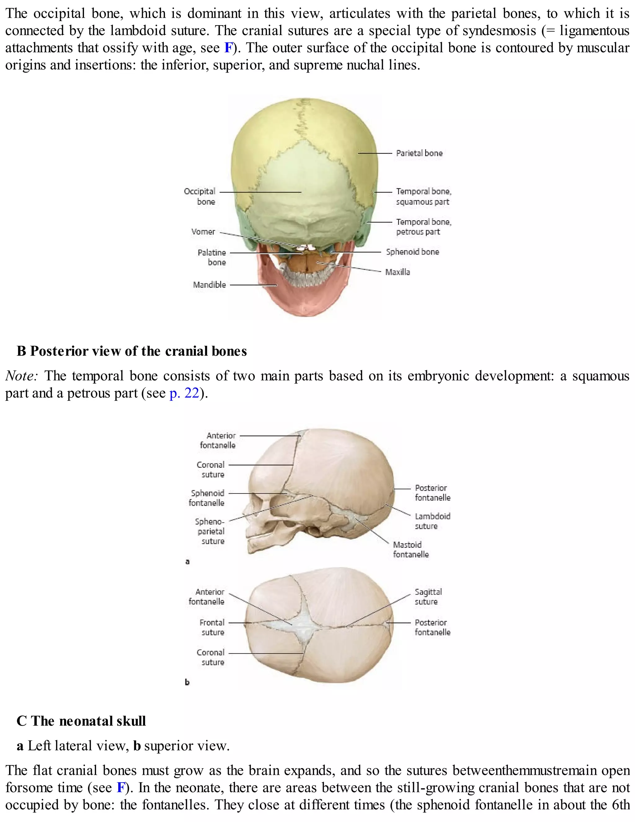 Thieme, Atlas of Anatomy | PDF