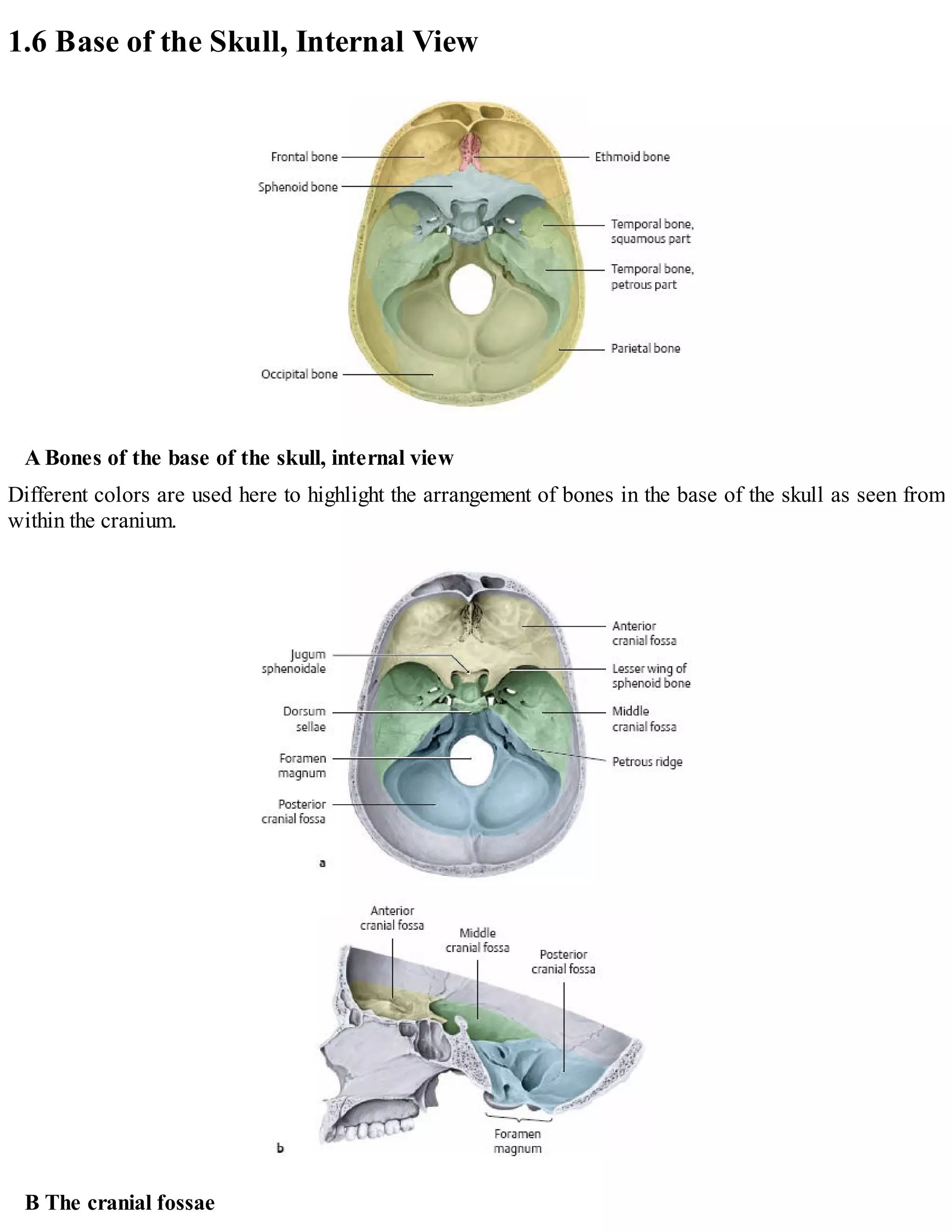 Thieme, Atlas of Anatomy | PDF