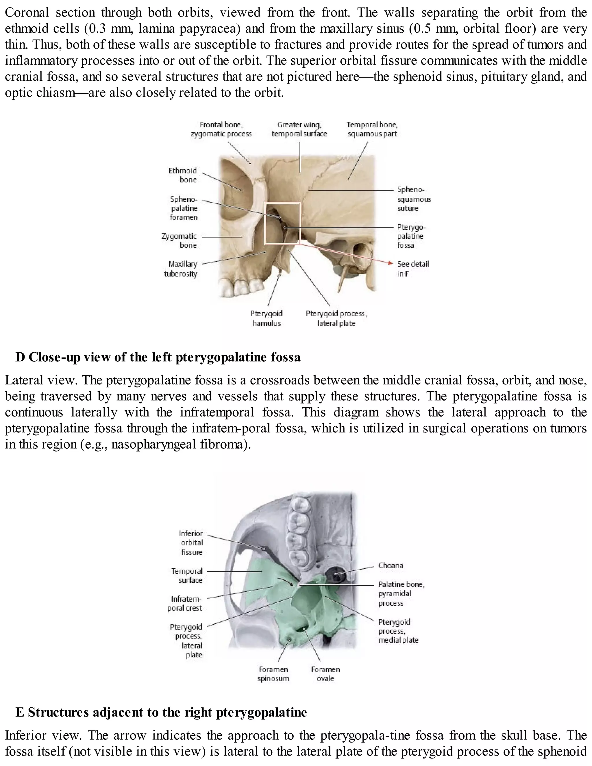 Thieme, Atlas of Anatomy | PDF