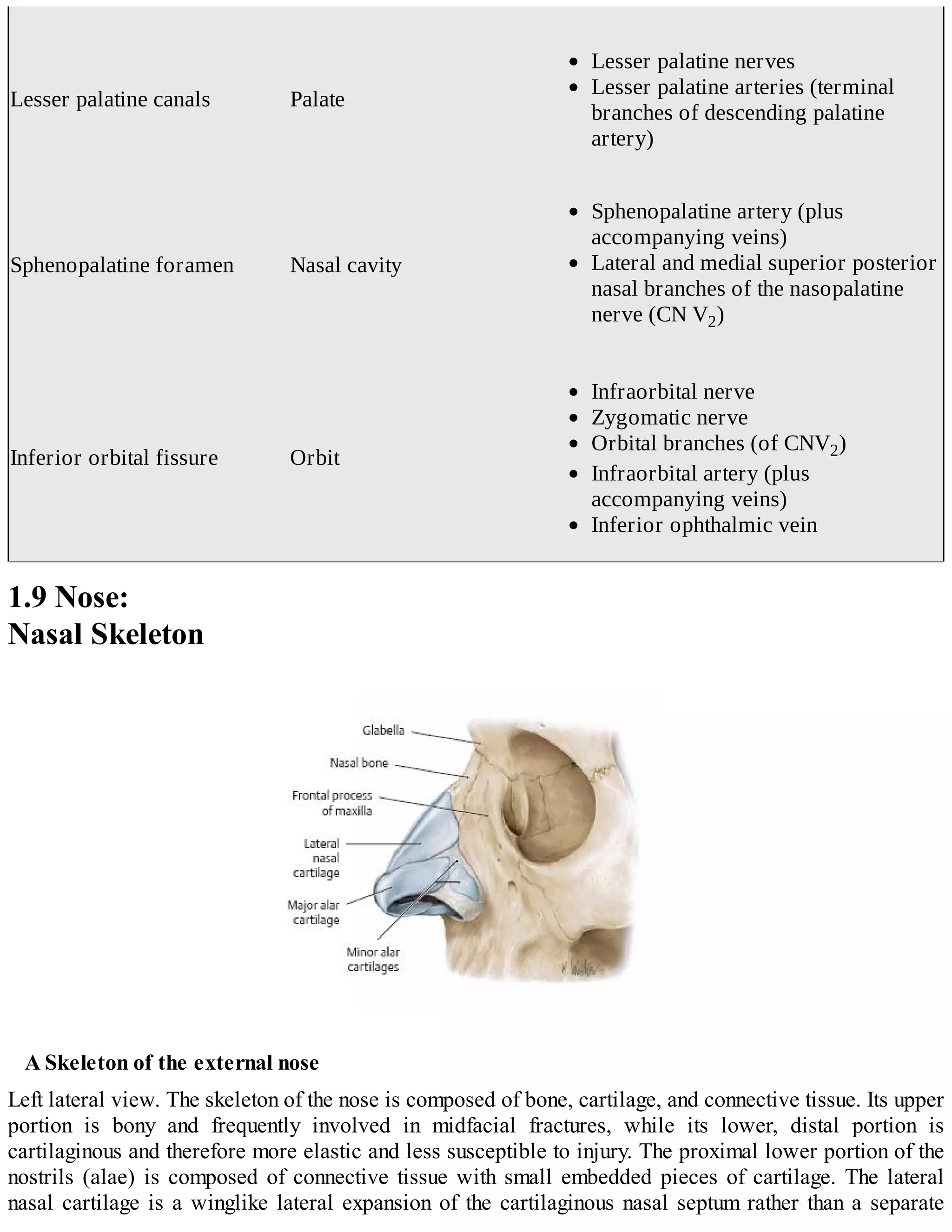 Thieme, Atlas of Anatomy | PDF
