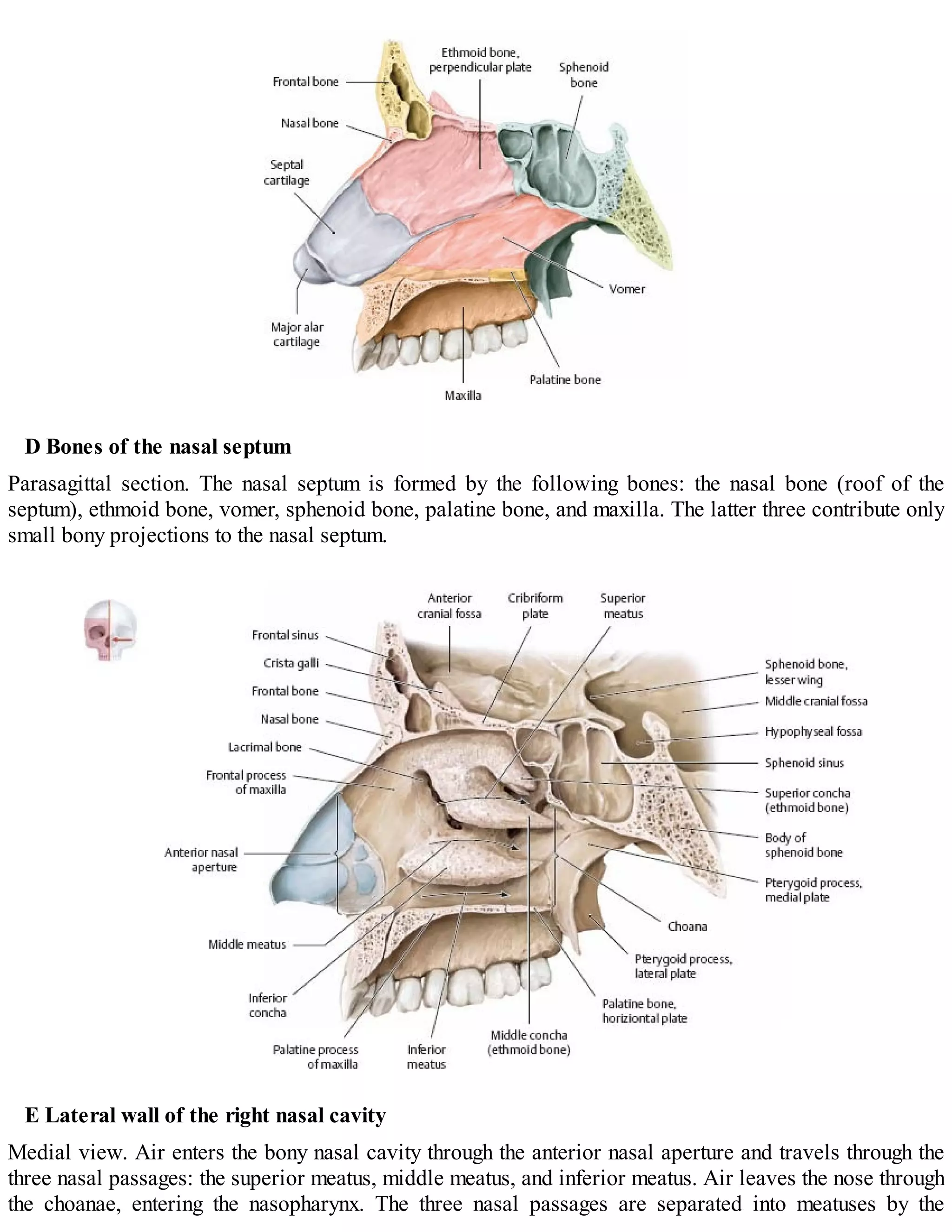 Thieme, Atlas of Anatomy | PDF
