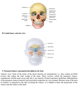 Thieme, Atlas of Anatomy | PDF